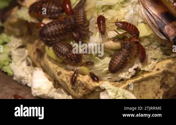 A group of cockroaches of different species big and small eat food ...
