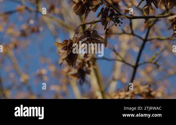 Maple tree seeds Stock Videos & Footage - HD and 4K Video Clips - Alamy