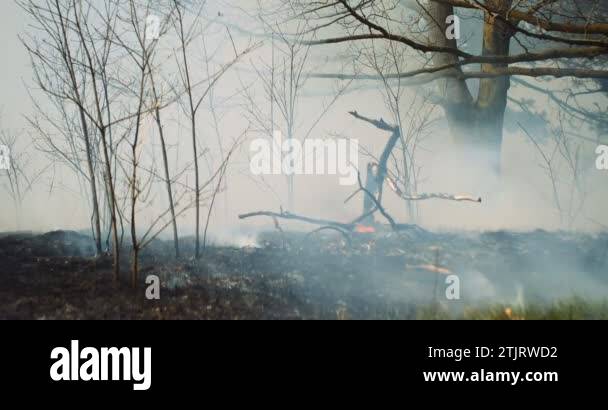 Cinematic establishing shot of a wildfire spreading through lush green ...