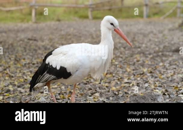 Bold bird Stock Videos & Footage - HD and 4K Video Clips - Alamy