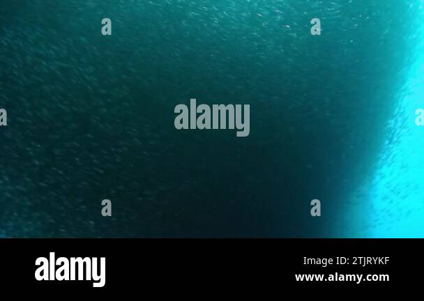 Schooling behavior of fish and underwater wildlife. Group fish of one ...