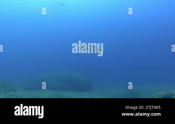 Fish swimming against the current Stock Videos & Footage - HD and 4K ...