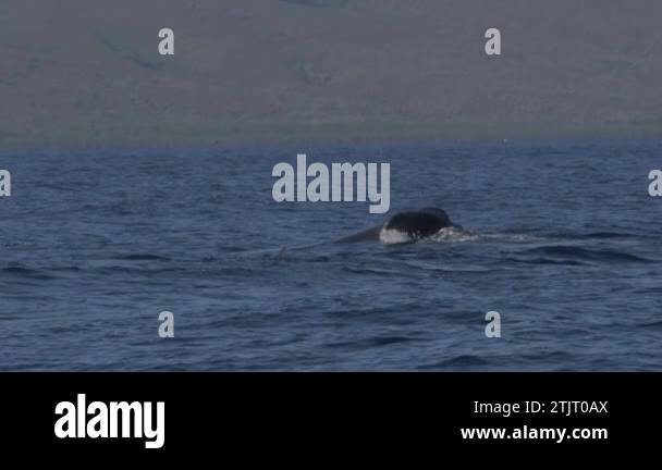 Extremely rare footage of a male Humpback whale performing an ...
