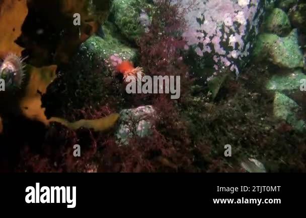 Underwater video in cold clear water of the Southern Ocean in ...