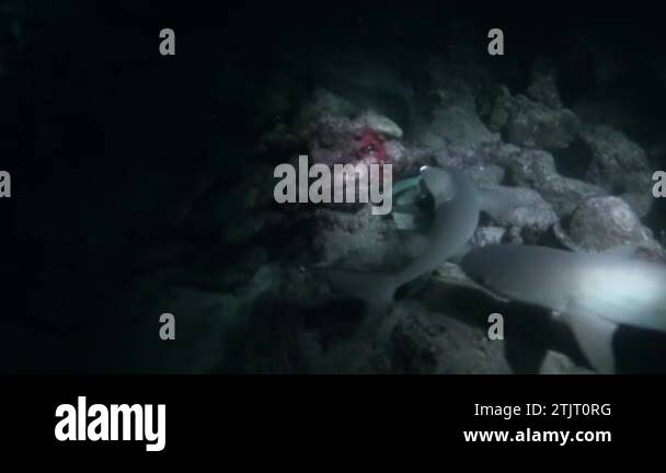 Close-up encounter with pack of sleek reef sharks in waters of Isla del ...