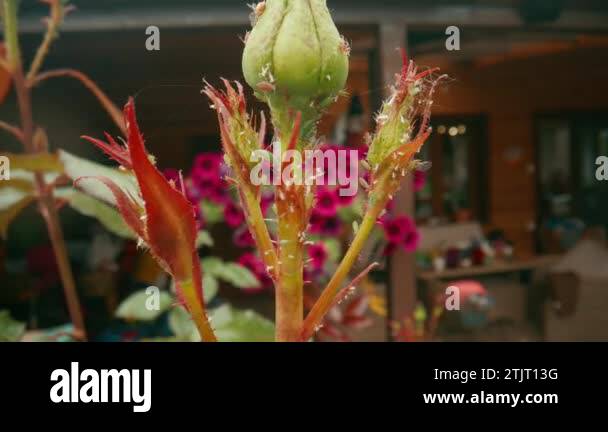 The stalk of a rose with unopened buds sways in the wind. Unopened ...