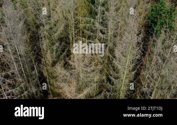 Rewilding insect Stock Videos & Footage - HD and 4K Video Clips - Alamy