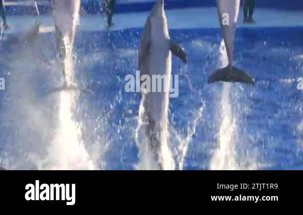 Swim jump Stock Videos & Footage - HD and 4K Video Clips - Alamy