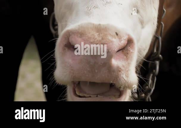 cow. close-up. muzzle of chewing cow. clearly visible tongue and teeth ...