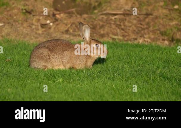 Rabbits, also known as bunnies or bunny rabbits, are small mammals in ...
