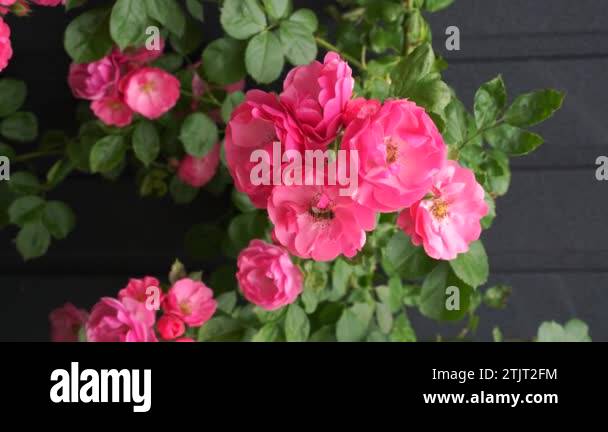 The branch of a weaving wild rose with pink flowers swings from the ...