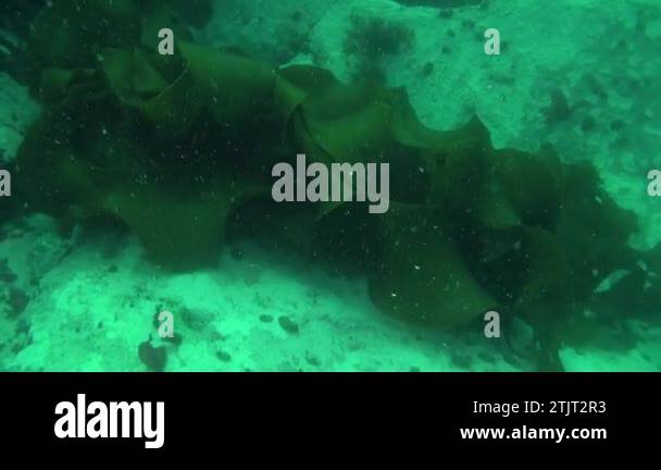 Underwater video in cold clear water of the Southern Ocean in ...