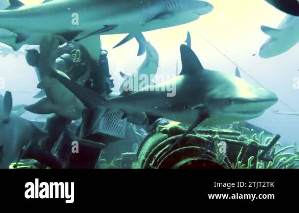 People with pack of sharks in school of fish in underwater marine ...
