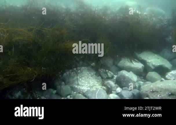 Underwater video in cold clear water of the Southern Ocean in ...