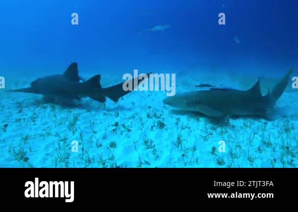 People with pack of sharks in school of fish in underwater marine ...