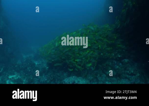 Bunch fish near coral reef in impressive underwater world of Isla Del ...