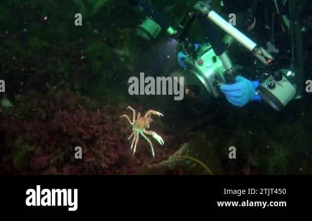 Crab poses in front of an camera on underwater filming in Kara Sea ...