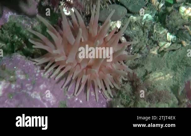 Sea anemones have distinctive appearance with long, colorful tentacles ...