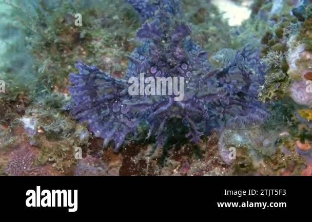 Rare ray species Stock Videos & Footage - HD and 4K Video Clips - Alamy