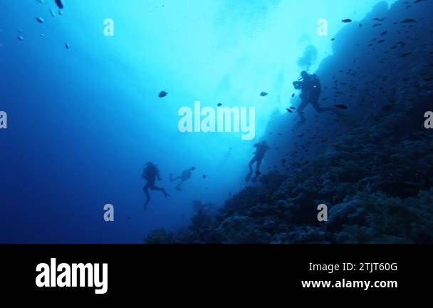 Underwater shot of teaming hard tropical coral reef top in Red Sea and ...