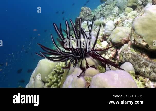 Sea lily on background red corals underwater in Red Seas. Swimming in ...