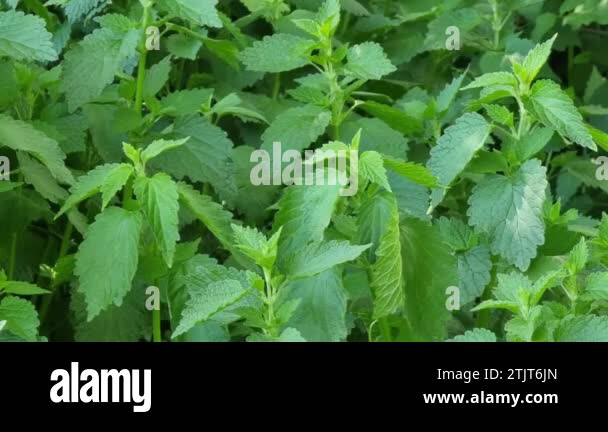 Perennial stinging nettle Stock Videos & Footage - HD and 4K Video ...
