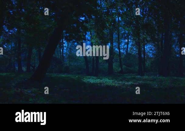 Night forest no light Stock Videos & Footage - HD and 4K Video Clips ...