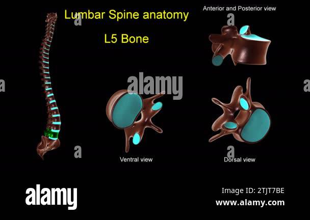 Lumbar spine L 5 bone anatomy for medical concept 3D animation with ...