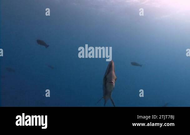 Concertina fish Stock Videos & Footage - HD and 4K Video Clips - Alamy