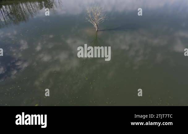 genus of free-floating aquatic plants on the pond covers the surface of ...