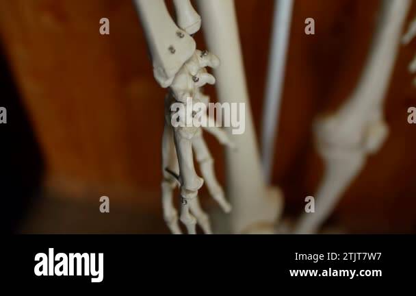 An educational model of the human skeleton demonstrated in a science ...