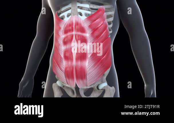 Abdominal muscles artwork Stock Videos & Footage - HD and 4K Video ...