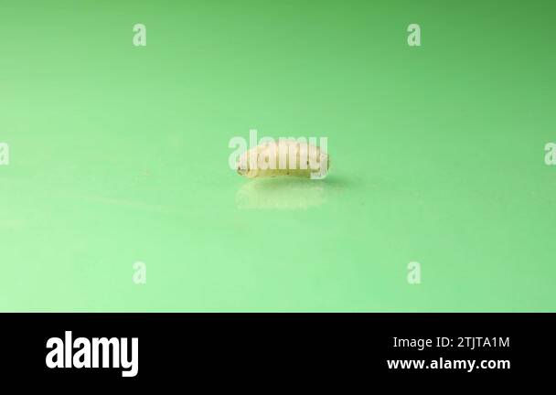 Larva of flies on green background. Its hooks can be seen in its front ...