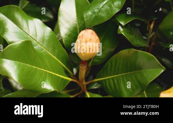 Magnolia grandiflora seed cone Stock Videos & Footage - HD and 4K Video ...