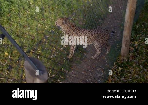 Cheetahs wide shot Stock Videos & Footage - HD and 4K Video Clips - Alamy