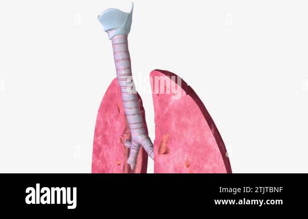 Lungs Coronal Cross Section Trachea Stock Video Footage - Alamy