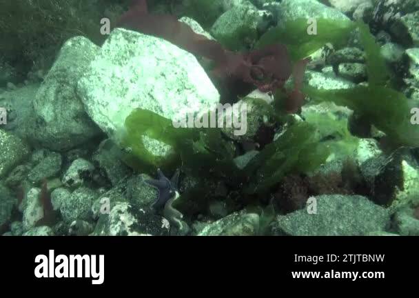 Underwater video in cold clear water of the Southern Ocean in ...