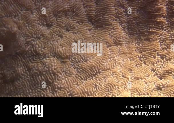 Flat like carpet coral on coral reef of Red Sea. One of unique features ...