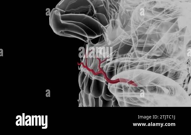 The superior labial artery (superior labial branch of facial artery) is ...