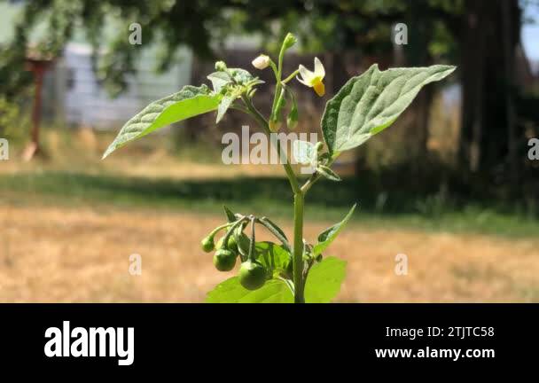 Solanum nigrum flower Stock Videos & Footage - HD and 4K Video Clips ...