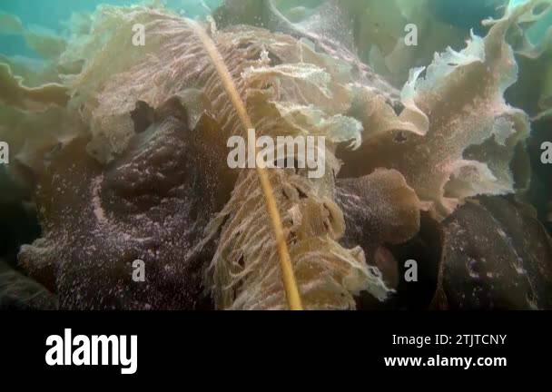 White anemones and yellow sponge on a stone floor. Beautiful landscapes ...