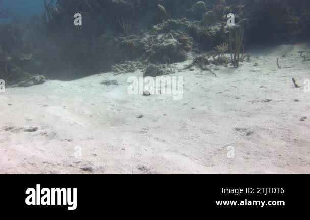 Eyes of stingray peek out from under sand at underwater bottom ...