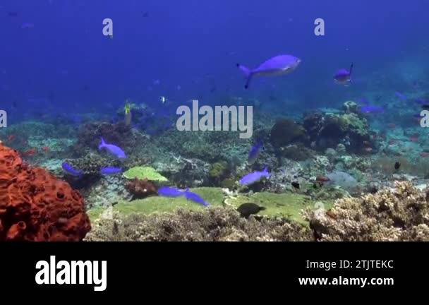 Clear fresh water of underwater coral reef with school of fish is ...