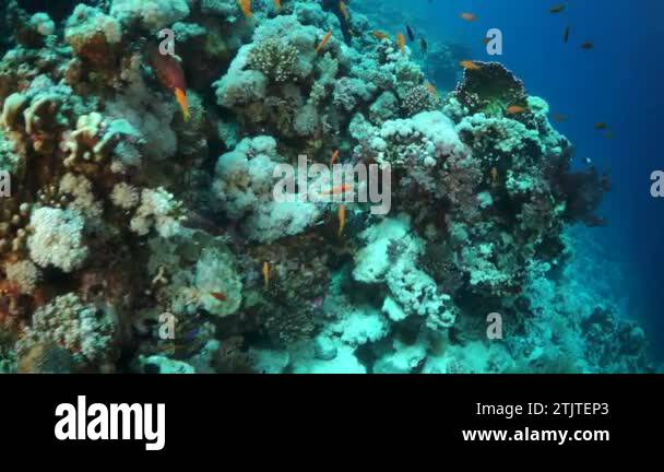 Slow motion underwater shot of teaming hard tropical coral reef top in ...
