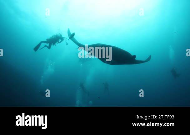 Gigantic Black Oceanic Manta fish floating on a background of blue ...