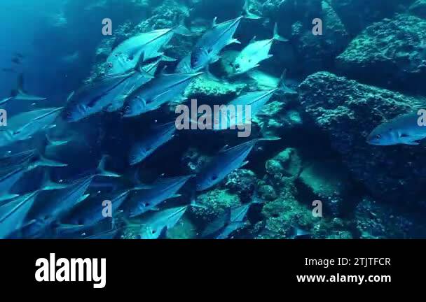 School of fish of one species underwater. Underwater marine life of sea ...