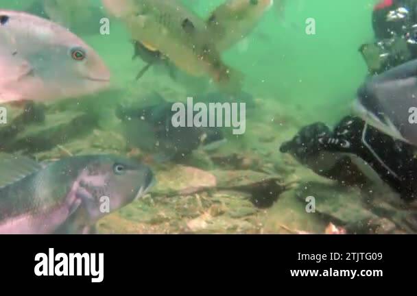 Underwater landscape video in water of New Zealand in Pacific Ocean and ...