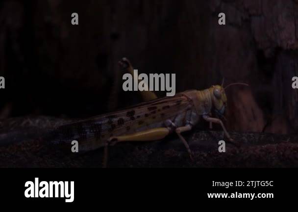 Crawling locust Stock Videos & Footage - HD and 4K Video Clips - Alamy