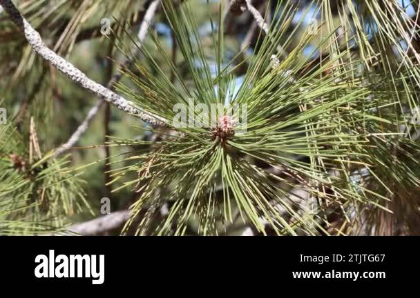 Pinophyta pinus Stock Videos & Footage - HD and 4K Video Clips - Alamy