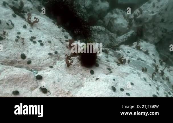 Underwater video in cold clear water of the Southern Ocean in ...